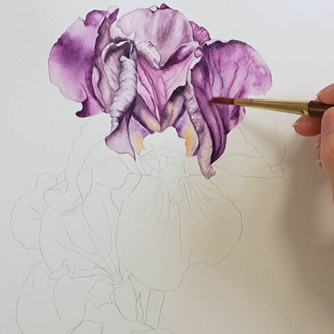 Free Peony Sign Up | Marie Burke Art